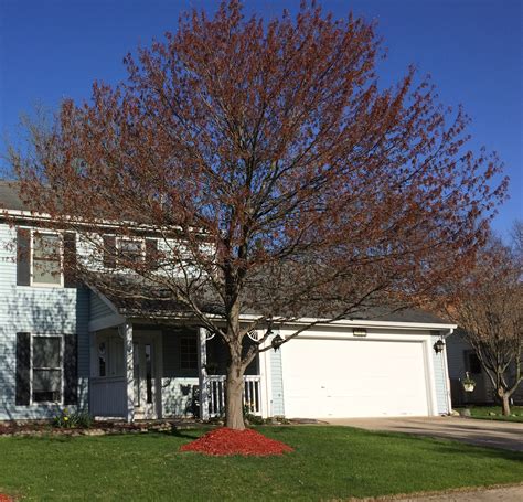 Mounds Upon Mounds Of Mulch