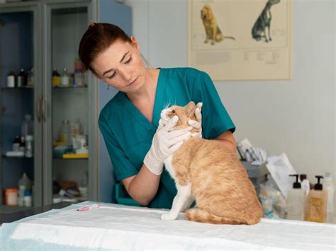 Nuevas Guías Cat Friendly Para Implementar En La Veterinaria Mi