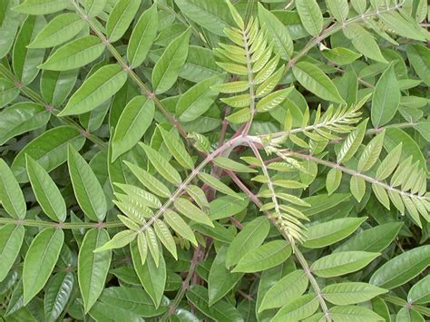 Poison Sumac Uk At Robin Clark Blog