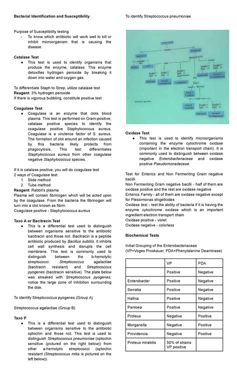 Bacterial Identification And Susceptibility Testing Streptococcus