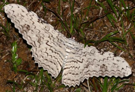 White Witch Moth Identification Life Cycle Facts And Pictures