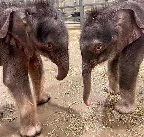 Twin Asian Elephants Born At Syracuse Make History