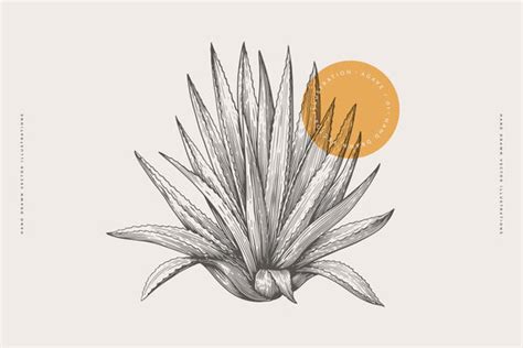 Kosim Photos Images Assets Adobe Stock