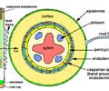 Botany Lab Chapter 4 Flashcards Quizlet