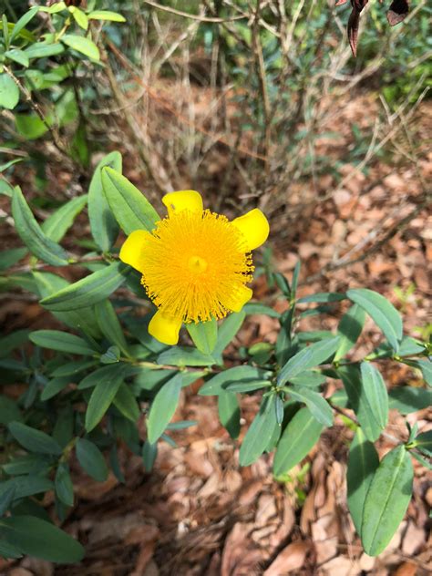 Hypericum Frondosum Sunburst St Johns Wort Mail Order Natives