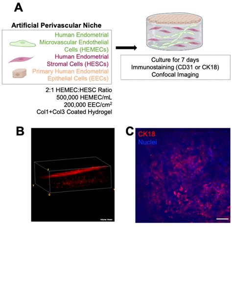 Fabrication Of A Stratified Endometrial Model A Experimental Summary
