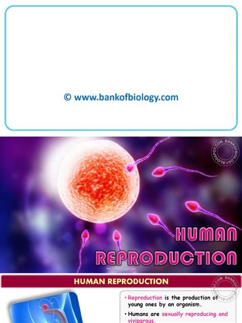 3 Human Reproduction Ppt Part 1 Pdf