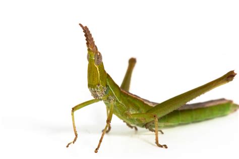 The Australian Grasshopper Thats Given Up Sex Pursuit By The University Of Melbourne