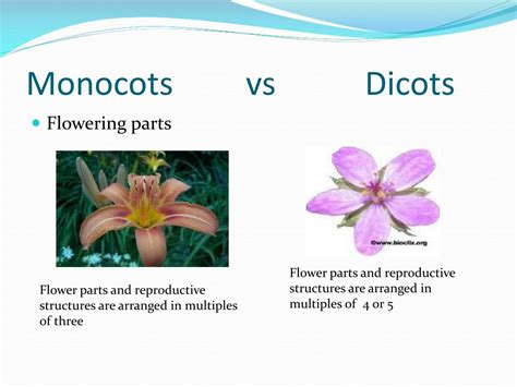 China Rose Is Monocot Or Dicot At Virginia Morgan Blog