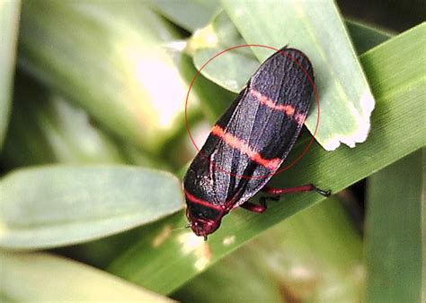 Two Lined Spittlebugs In Lawns Alabama Cooperative Extension System