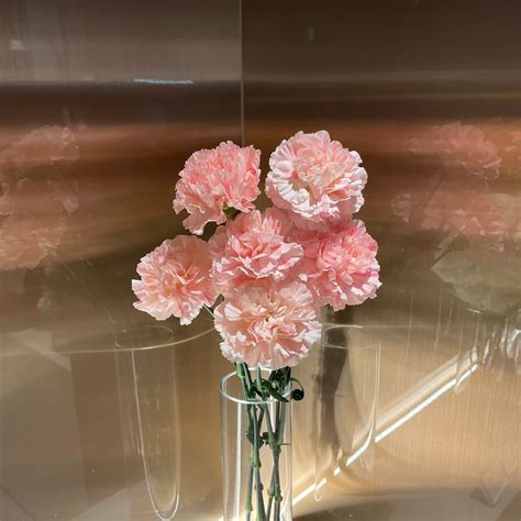 カーネーションサクラミナミ 花屋 はな輔