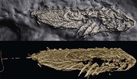 ‘golden Fossil Of Ancient Arthropod Named After Natural History Museum