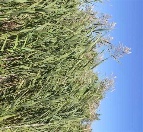 Range Plant Of The Week Common Reed Phragmites Australis Can Be A Locally Common Perennial