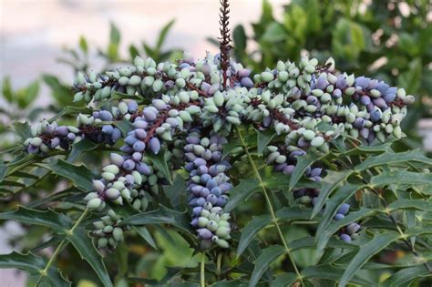 樹種介紹 阿里山十大功勞 Mahonia oiwakensis Hayata
