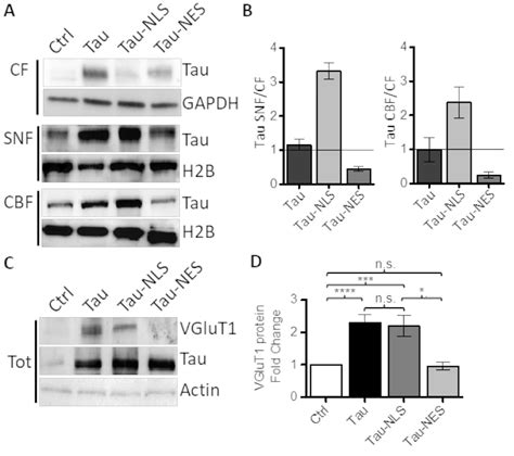 Modulation Of Tau Subcellular Localization As A Tool To Investigate The Expression Of Disease