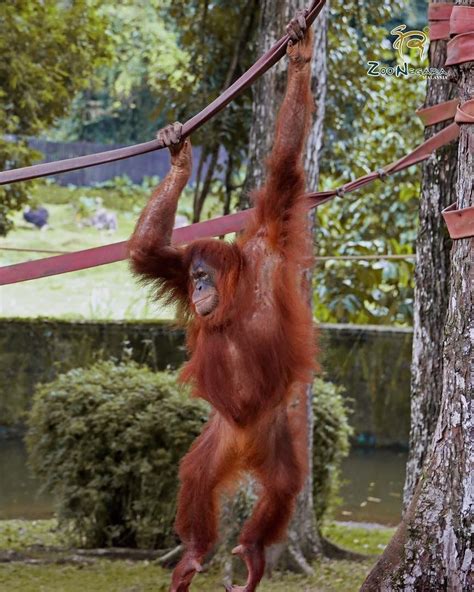 Weekend Plans Zoo Negara Reopens With Special Discounts And Promos To