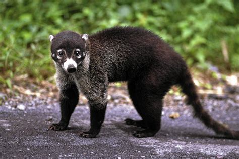 Coatimundi Photograph By Sally Weigand Fine Art America