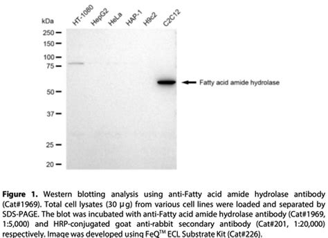 Anti Fatty Acid Amide Hydrolase Rabbit Monoclonal Ab1969 Genuin Biotech