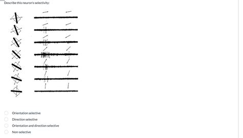 Solved Describe This Neurons Selectivityorientation