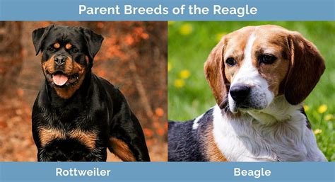 Reagle Rottweiler And Beagle Mix Info Pictures Characteristics