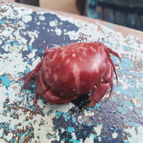 Crab Object Detection Dataset By Jai