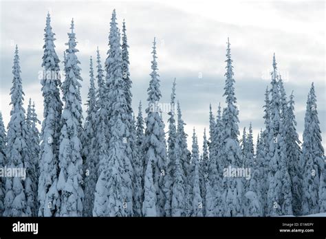 Snow Covered Subalpine Fir Abies Lasiocarpa Forest In Twilight Spindly
