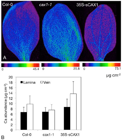Synchrotron X Ray Fluorescence Sxrf Analysis Of Ca Content In Download Scientific Diagram