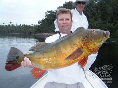 Wold Record Peacock Bass Capt Peacock Yachts And Expeditions Inc