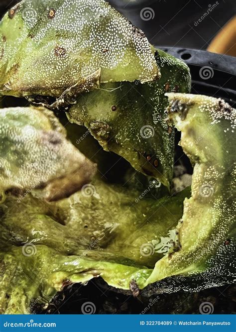 Surface Of Cactus Getting Rotten And Dead From Fungal And Bacteria