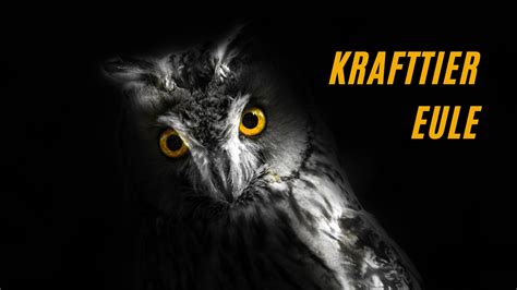 Krafttier Eule Die Geheimnisvolle Bedeutung Des Totemtiers Eule