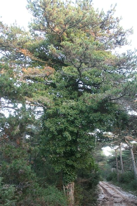 Hedera helix