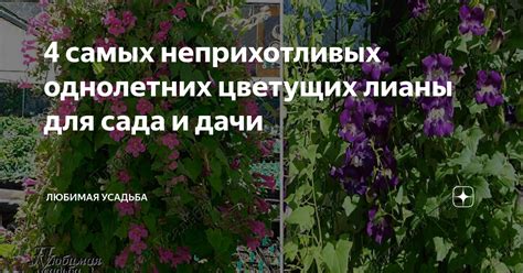 4 самых неприхотливых однолетних цветущих лианы для сада и дачи