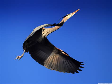 Great Blue Heron Bird Flying 4k Uhd Wallpaper For Ultrahd Desktop And