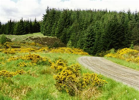 Kielder Forest Slow Europe Travel Forums