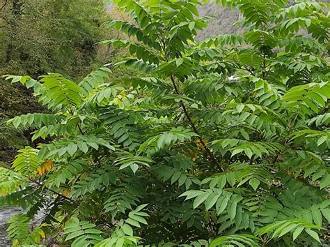 Il Noce Giapponese In Val Seriana Laglio Della Duchessa E Le 10mila