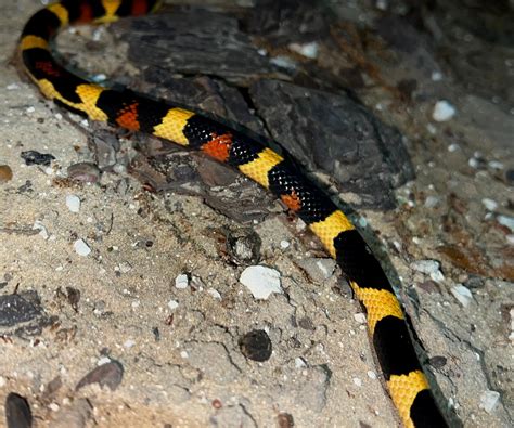 Scarlet Kingsnake W Aberrant Coloring And Pattern Kingsnakes