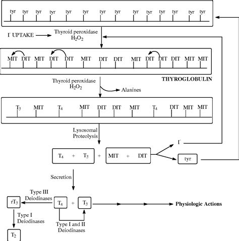 PDF Deiodinases Deiodinases T Type I And II Deiodinases Type I Type III Physiologic Actions