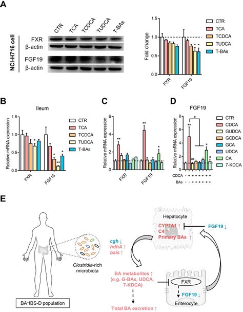 Human Liver Cell Line L02 Atcc Bioz
