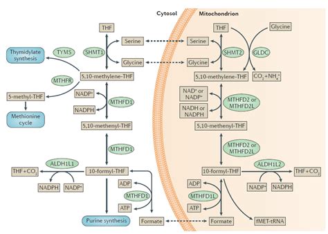 一碳代谢物 肿瘤细胞 氨基酸代谢 非靶向代谢 脂质 多组学代谢流检测分析 脂肪酸定量 肠道微生物菌群检测 麦特绘谱