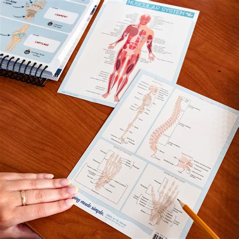 Anatomy Label Lab Cheat Sheets Nurseinthemaking