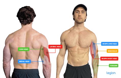 The Best Muscle Groups To Workout Together An Expert Guide