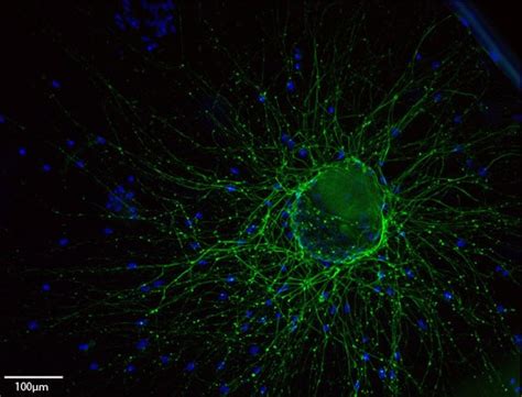 Cemi Centre For The Cellular Microenvironment