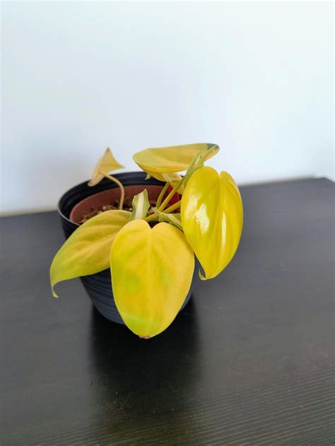 Is It Philo Lemon R Philodendron