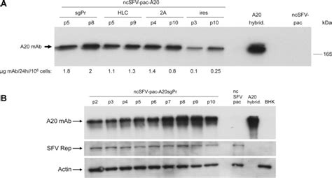 Idiotype Vaccines Produced With A Non Cytopathic Alphavirus Self Amplifying Rna Vector Induce