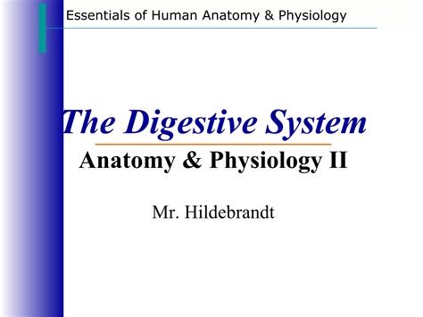 Digestive System Notes Ppt