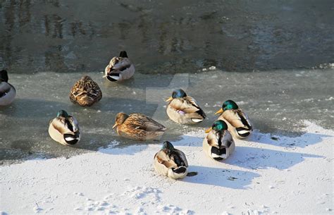 Sleeping Ducks By Metalmouseart On Deviantart