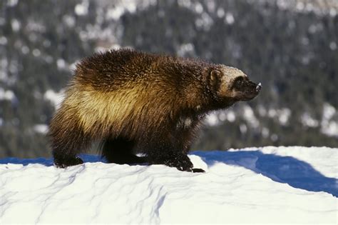 Wolverines Cant Wait Federal Government Must Designate Critical