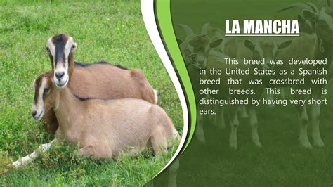 Raising Organic Small Ruminants And Breeding Pptx