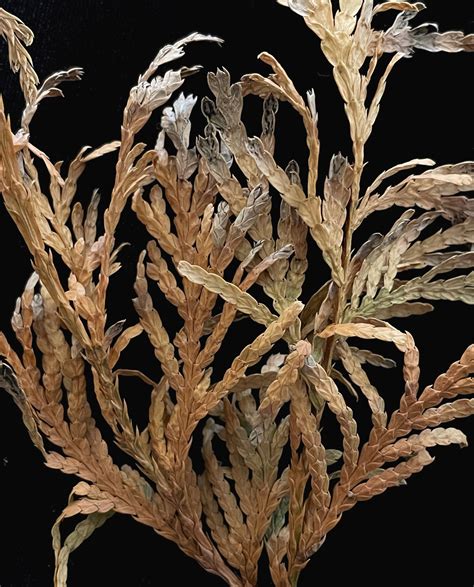 Arborvitae Diseases Kills