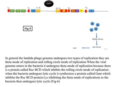 Structure Genome Organisation Gene Regulation Of Lambda Phage Ppt